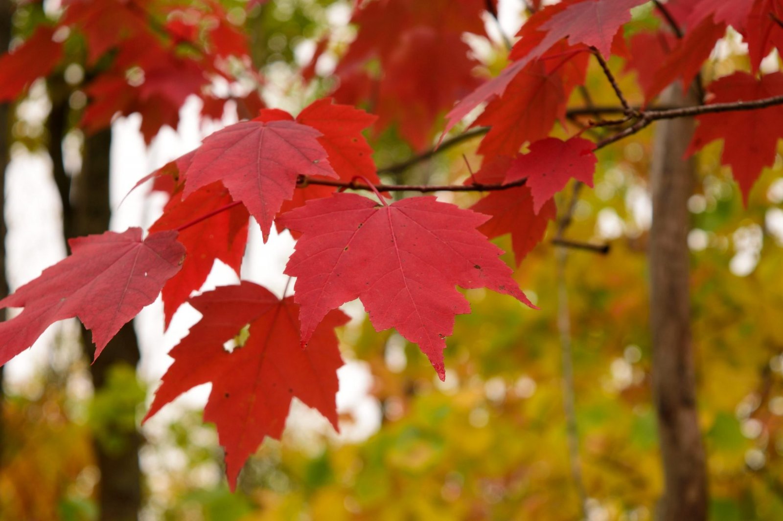 Cash 4 Leaves - We buy leaves! Sell us your high quality Maple Leaves